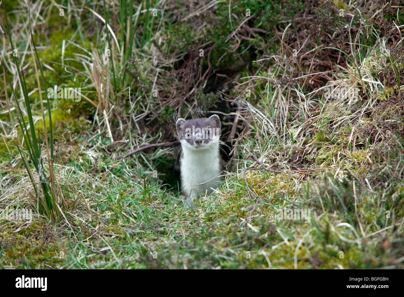 Weasel and stoat hi-res stock photography and images - Alamy