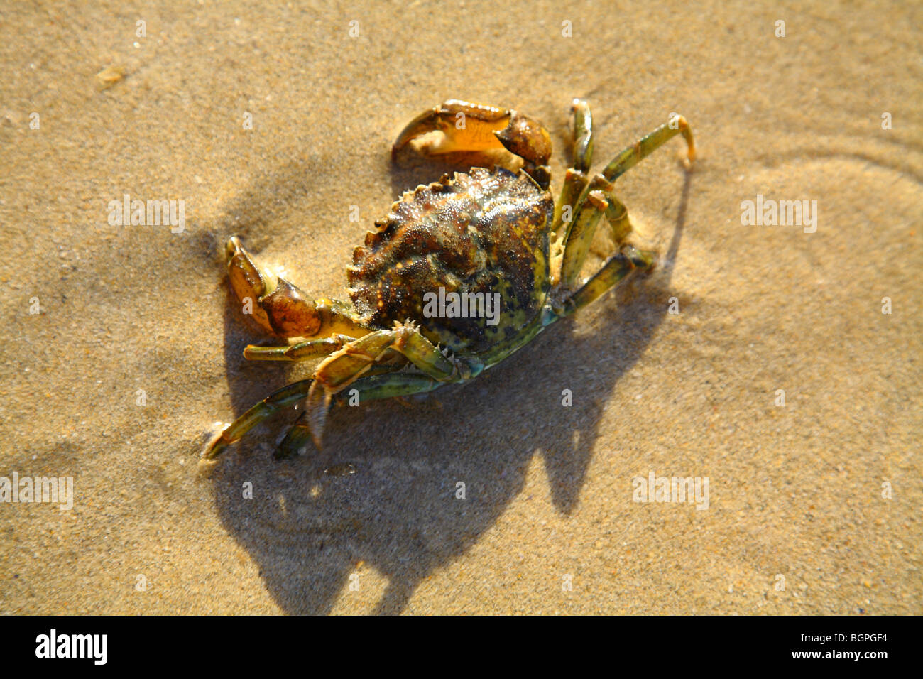 Seaside crabbing hi-res stock photography and images - Alamy
