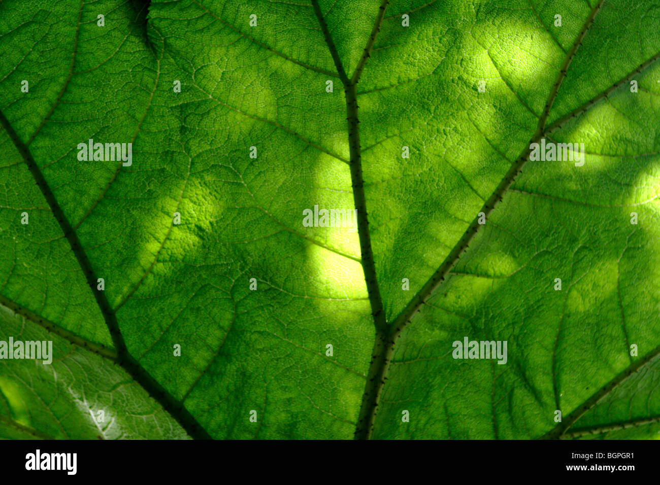 Light shining through a large leaf Stock Photo - Alamy
