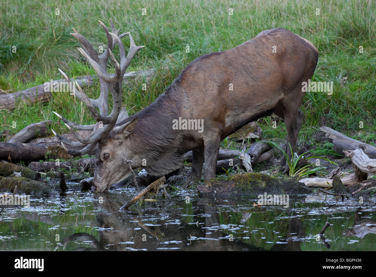 Red deer (Cervus elaphus) stag drinking water from pool during the rut ...