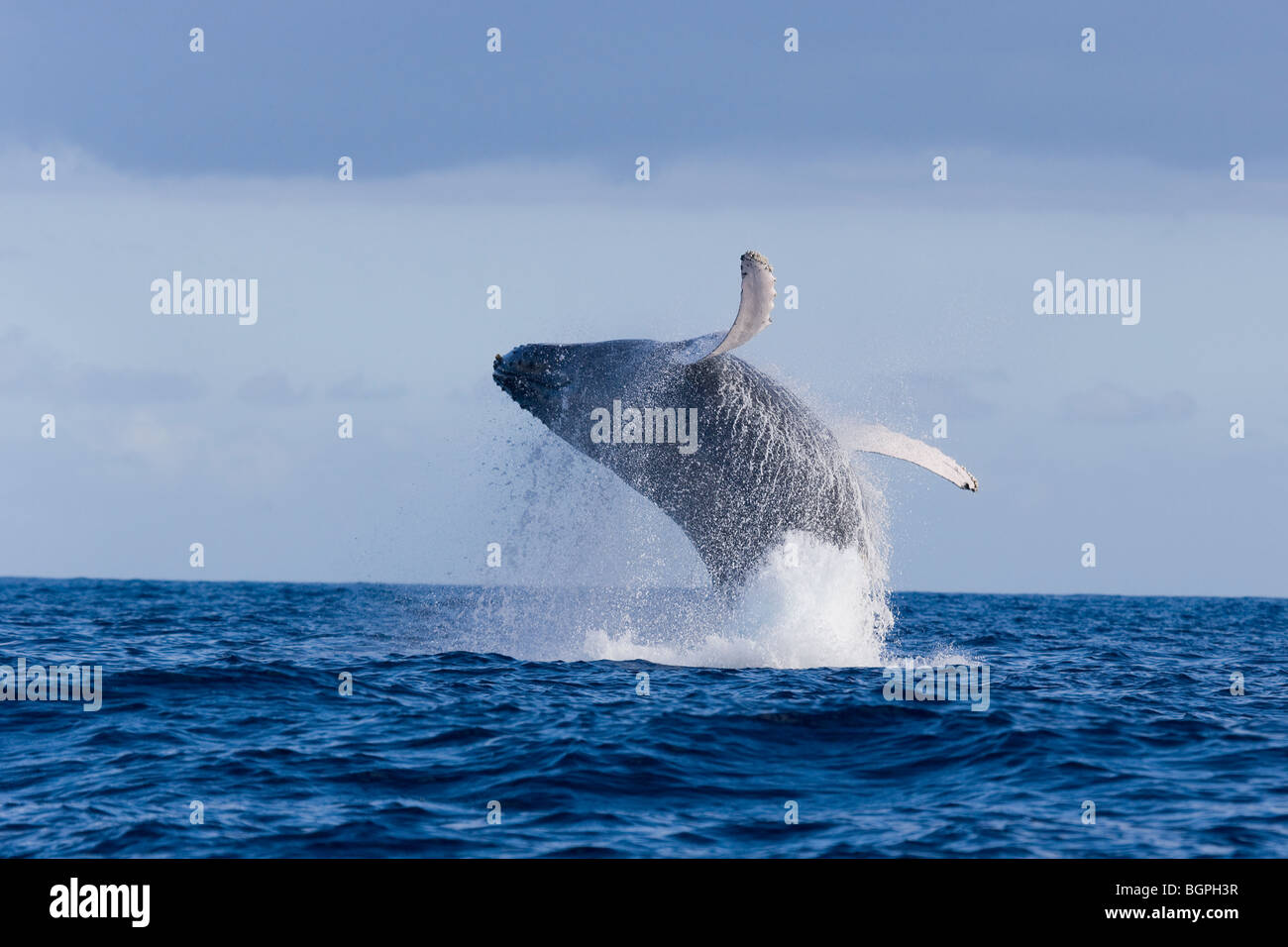 humpback whale breaching hawaii Stock Photo - Alamy
