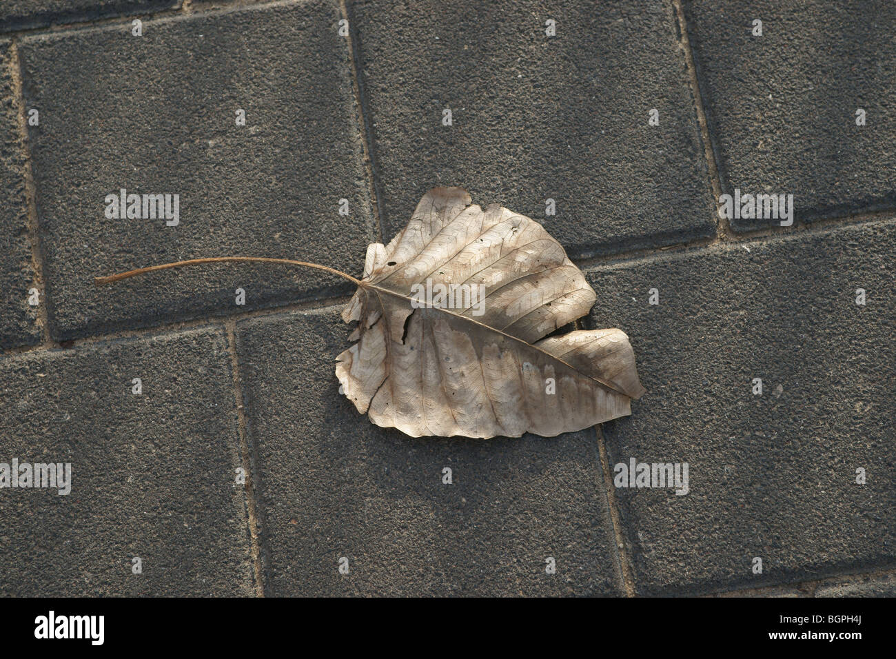 Ajamy ,Al-Ajami,jaffa Port,Israel Stock Photo - Alamy