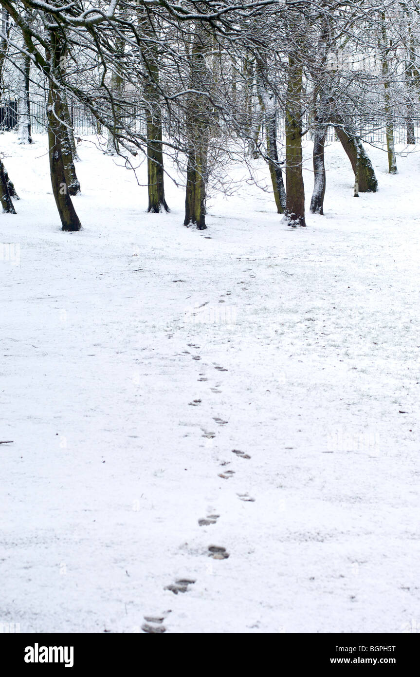 Winter woods upon snow hi-res stock photography and images - Alamy
