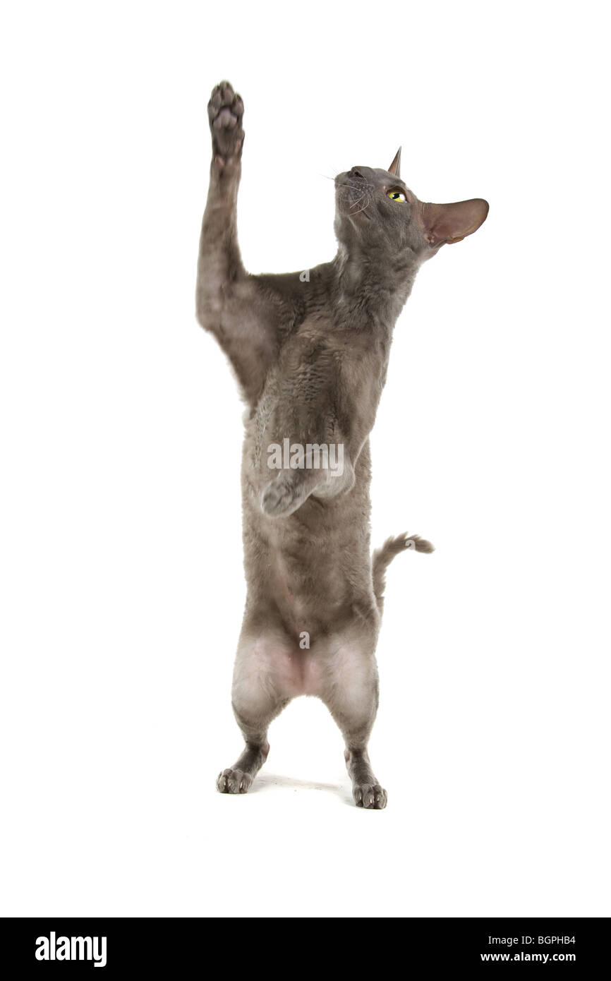 Closeup of Cornish Rex cat isolated on white background Stock Photo - Alamy