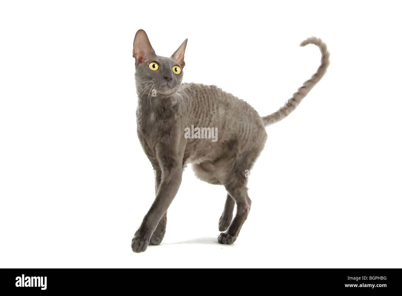 Closeup of Cornish Rex cat isolated on white background Stock Photo - Alamy