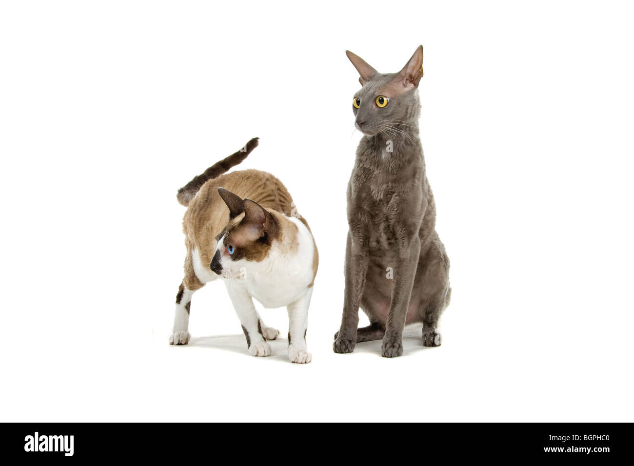 Closeup of two Cornish Rex cats isolated on white background Stock ...