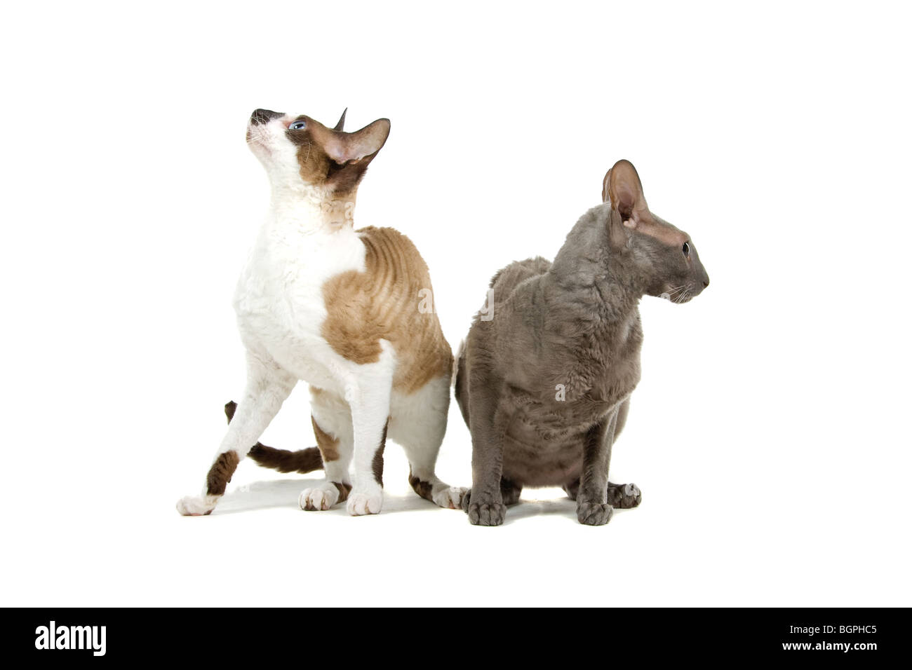 Closeup of two Cornish Rex cats isolated on white background Stock ...