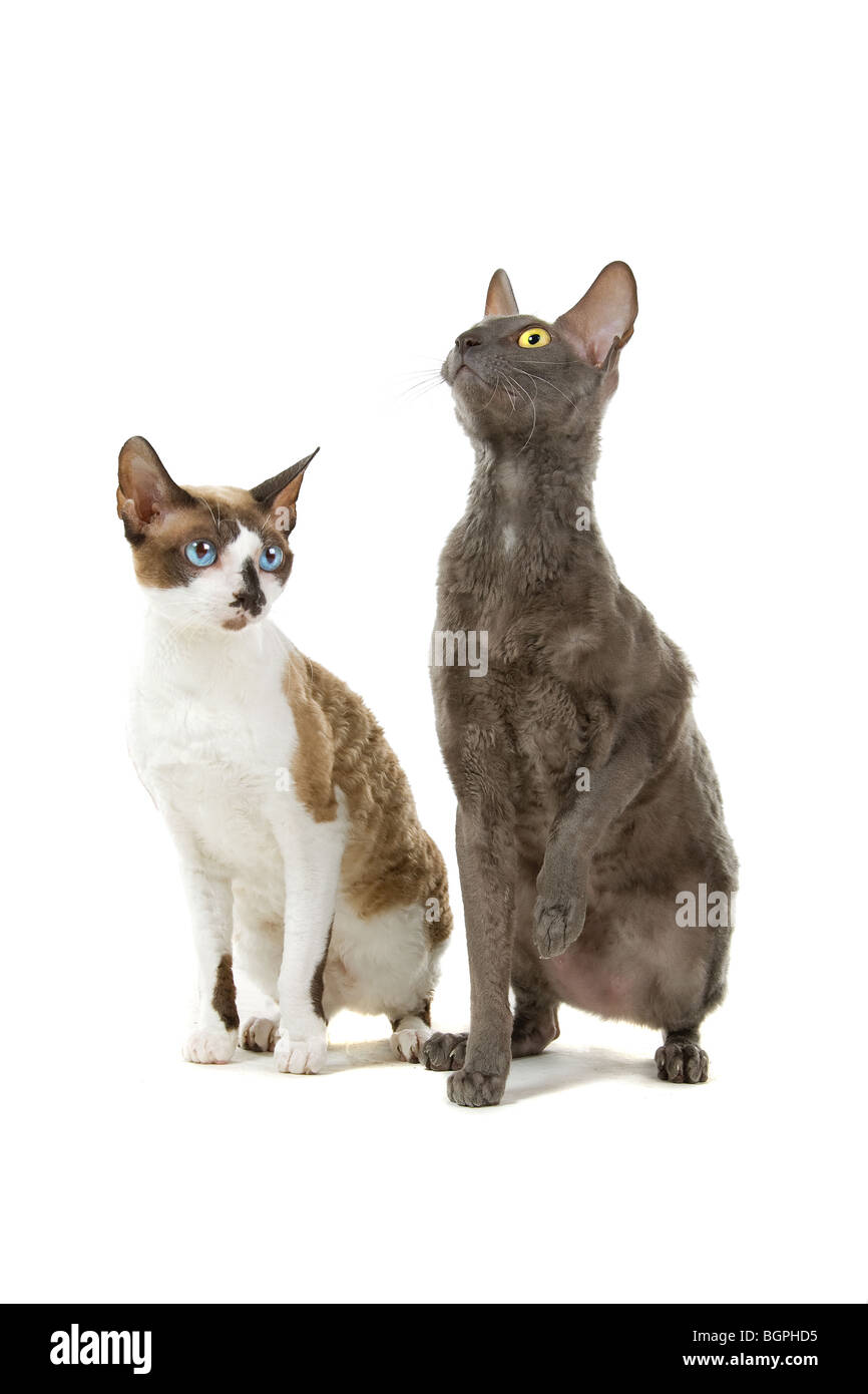Closeup of two Cornish Rex cats isolated on white background Stock ...