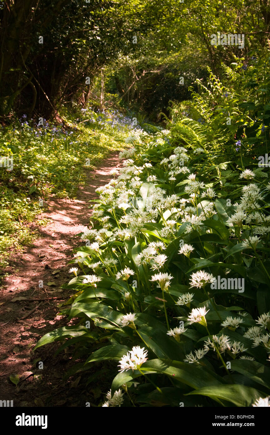woodland in late spring Stock Photo - Alamy