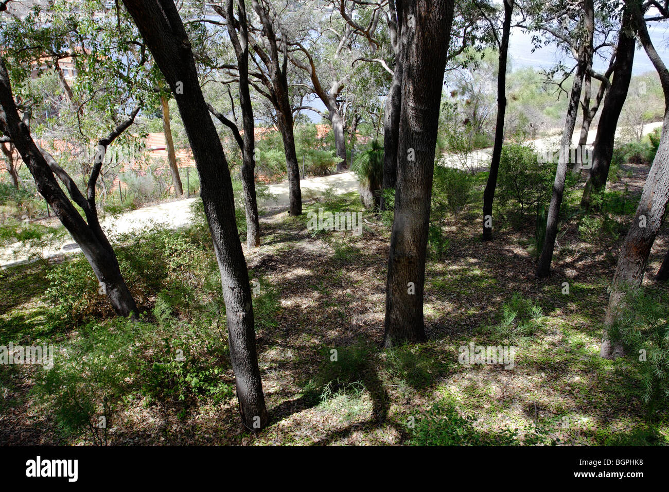 Cool forest inside Kings Park in Perth, Western Australia Stock Photo ...