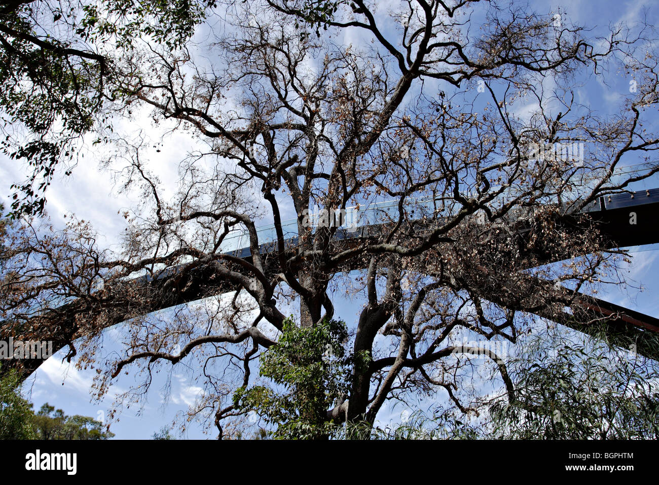 Tree branches with the elevated walkway in the background at Kings Park ...