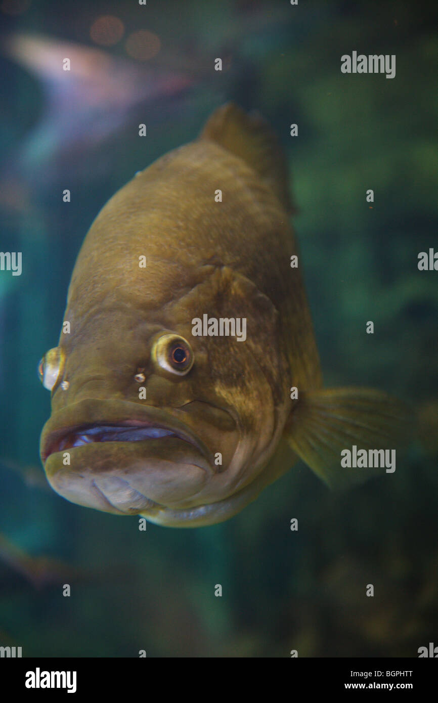 CLOSEUP HEAD ON VIEW OF LARGE MOUTH BASS SWIMMING IN NATURAL HABITAT ...