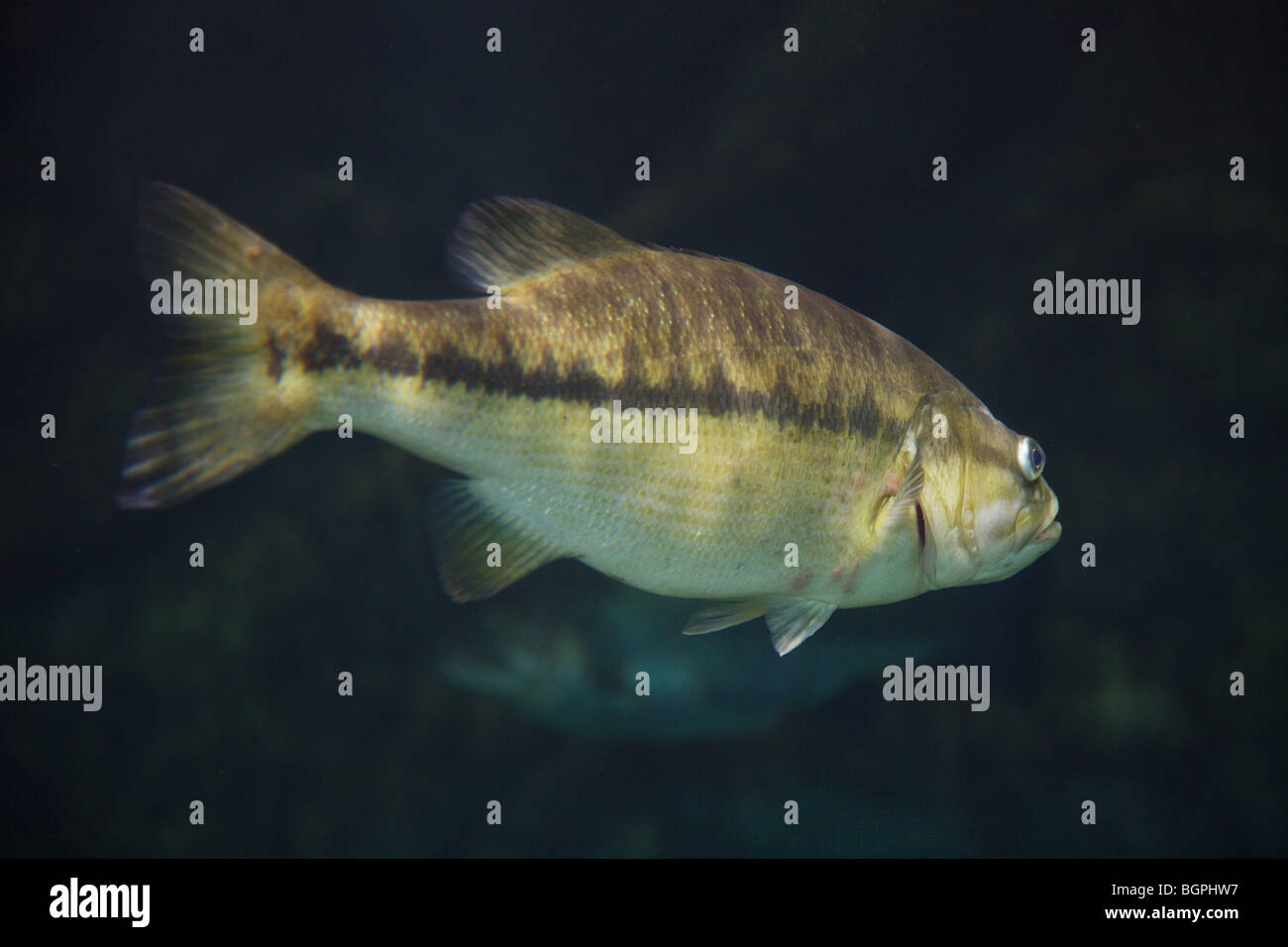 SIDE VIEW OF SPOTTED BASS SWIMMING IN NATURAL HABITAT Stock Photo - Alamy