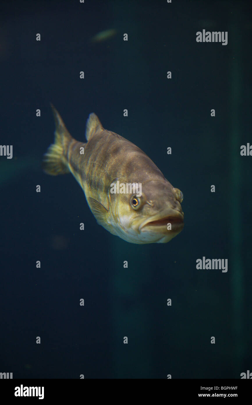 SIDE VIEW OF SPOTTED BASS SWIMMING IN NATURAL HABITAT Stock Photo - Alamy