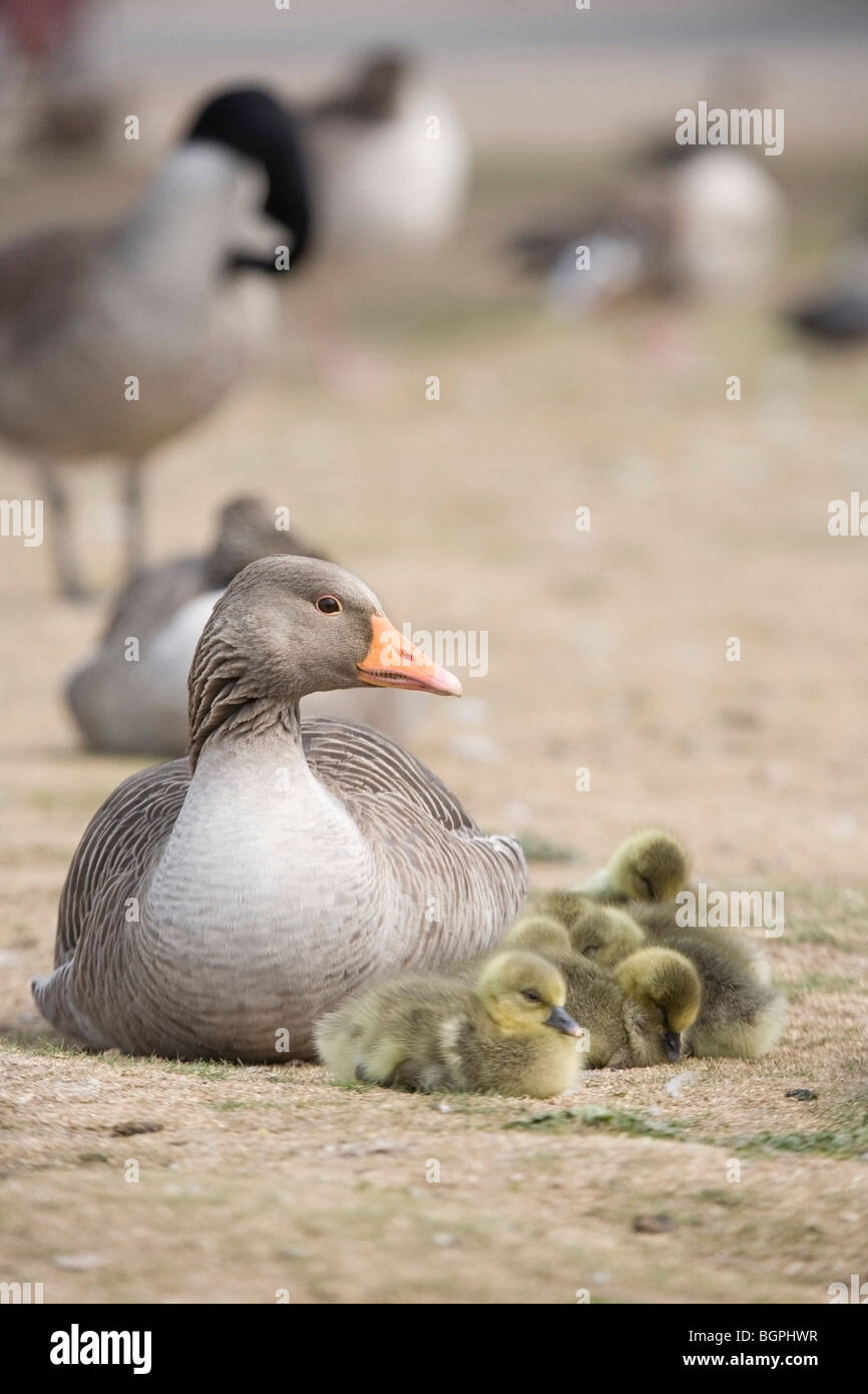 Goose with baby chicks Stock Photo - Alamy