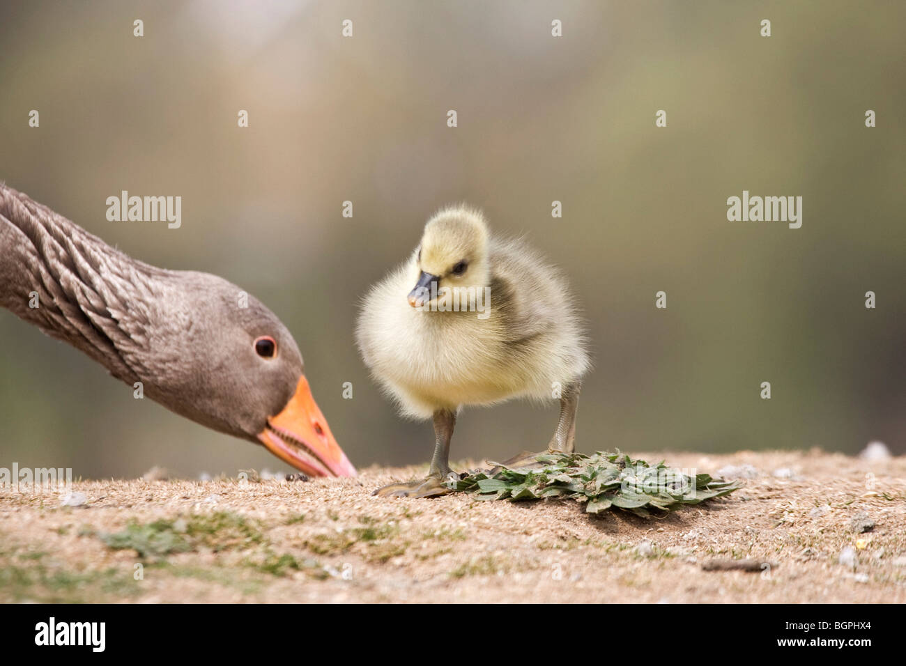 Goose with baby chick Stock Photo - Alamy