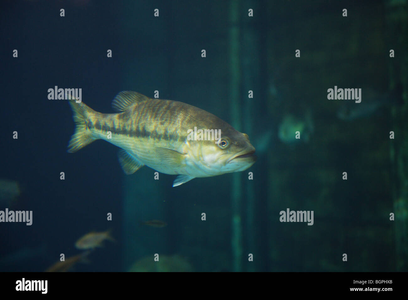 SIDE VIEW OF SPOTTED BASS SWIMMING IN NATURAL HABITAT Stock Photo - Alamy