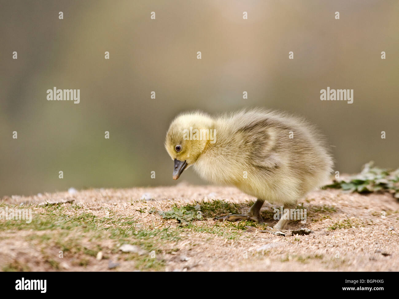 Young goose chick Stock Photo - Alamy