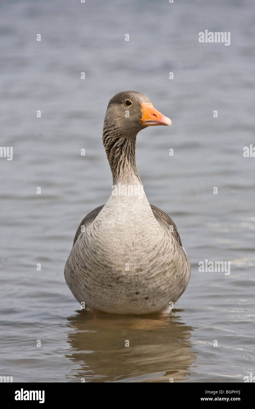 Duck facing camera hi-res stock photography and images - Alamy