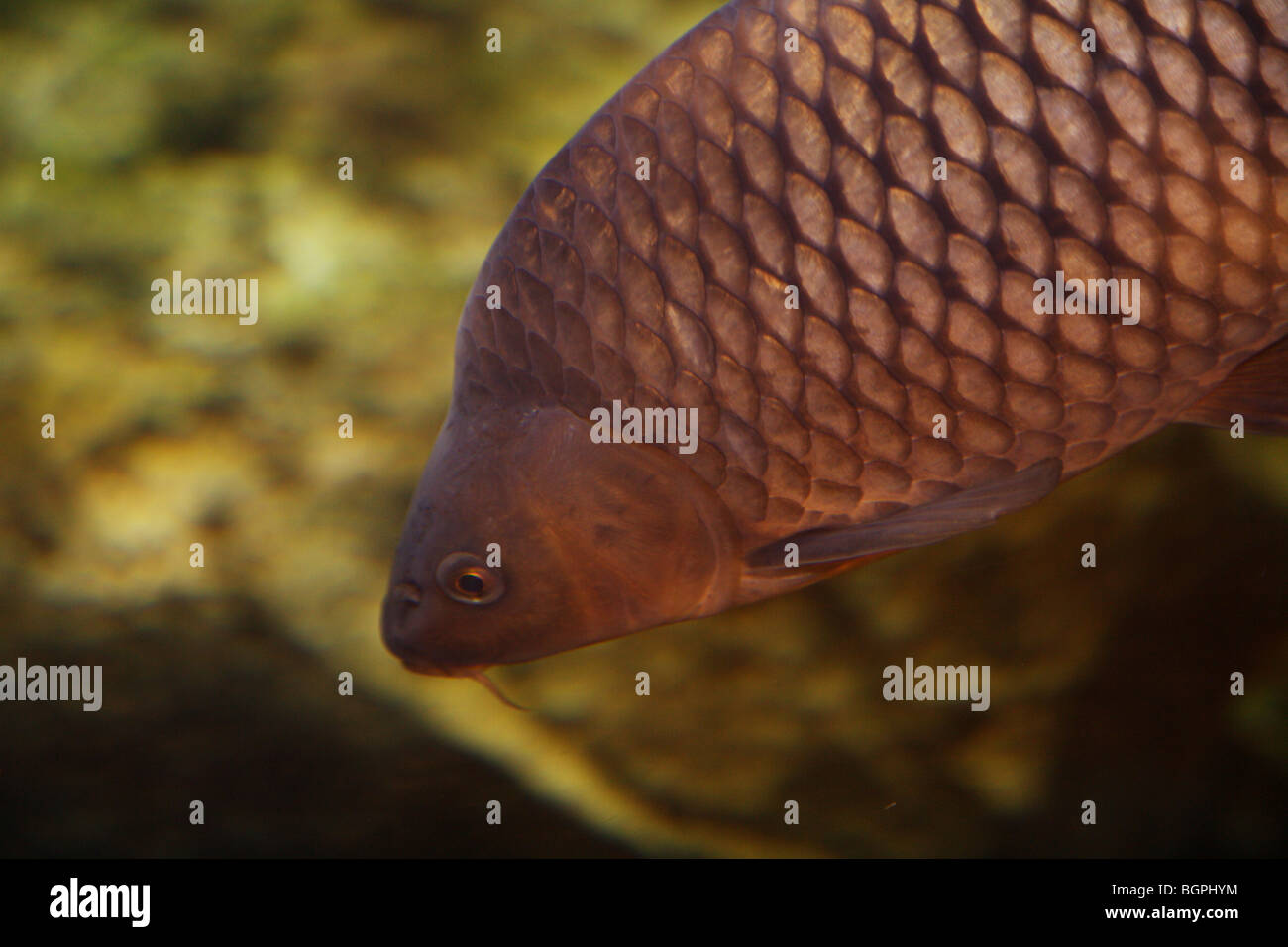 SIDE VIEW COMMON CARP SWIMMING IN NATURAL HABITAT Stock Photo - Alamy