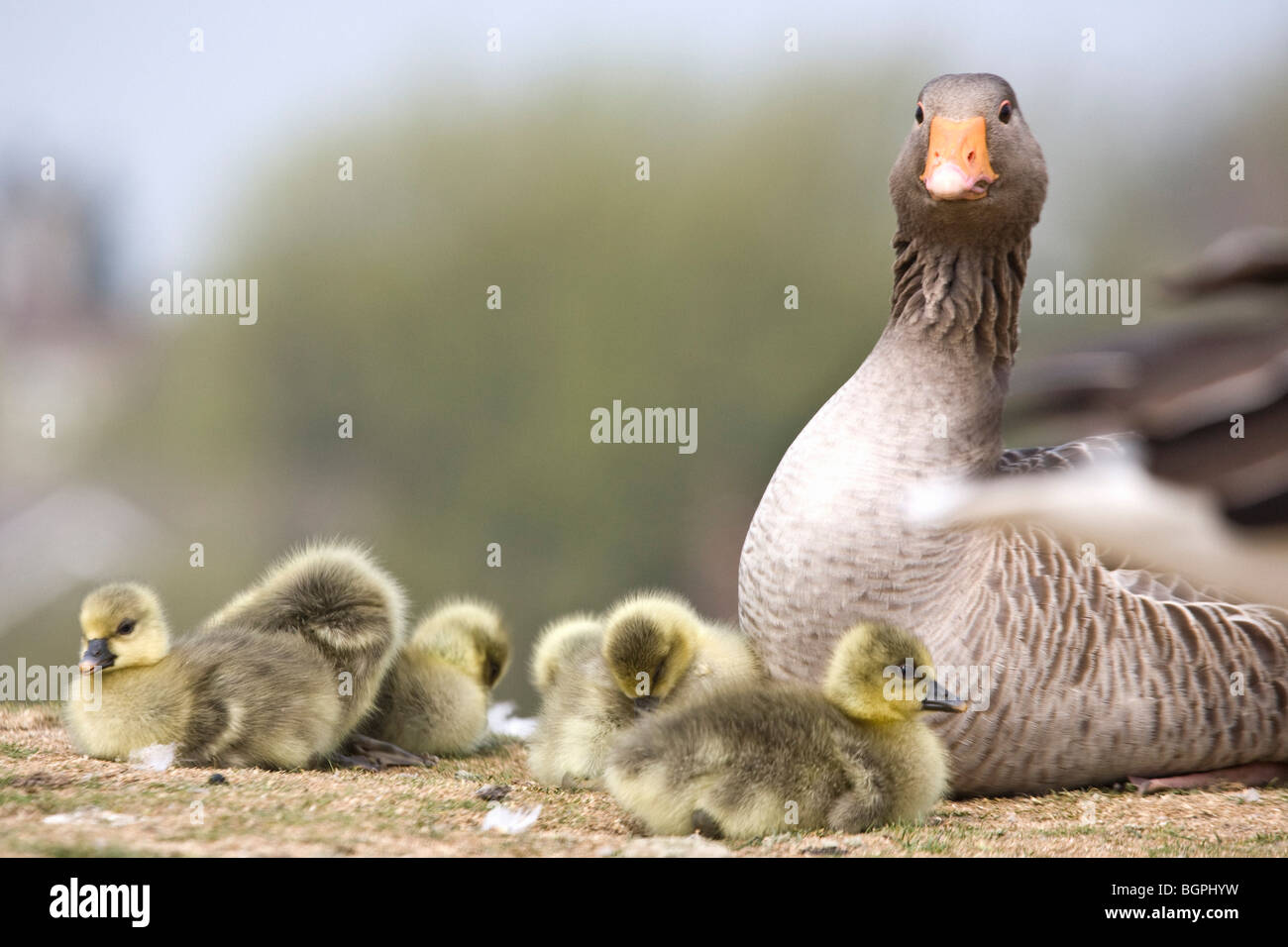 Goose with baby chicks Stock Photo - Alamy