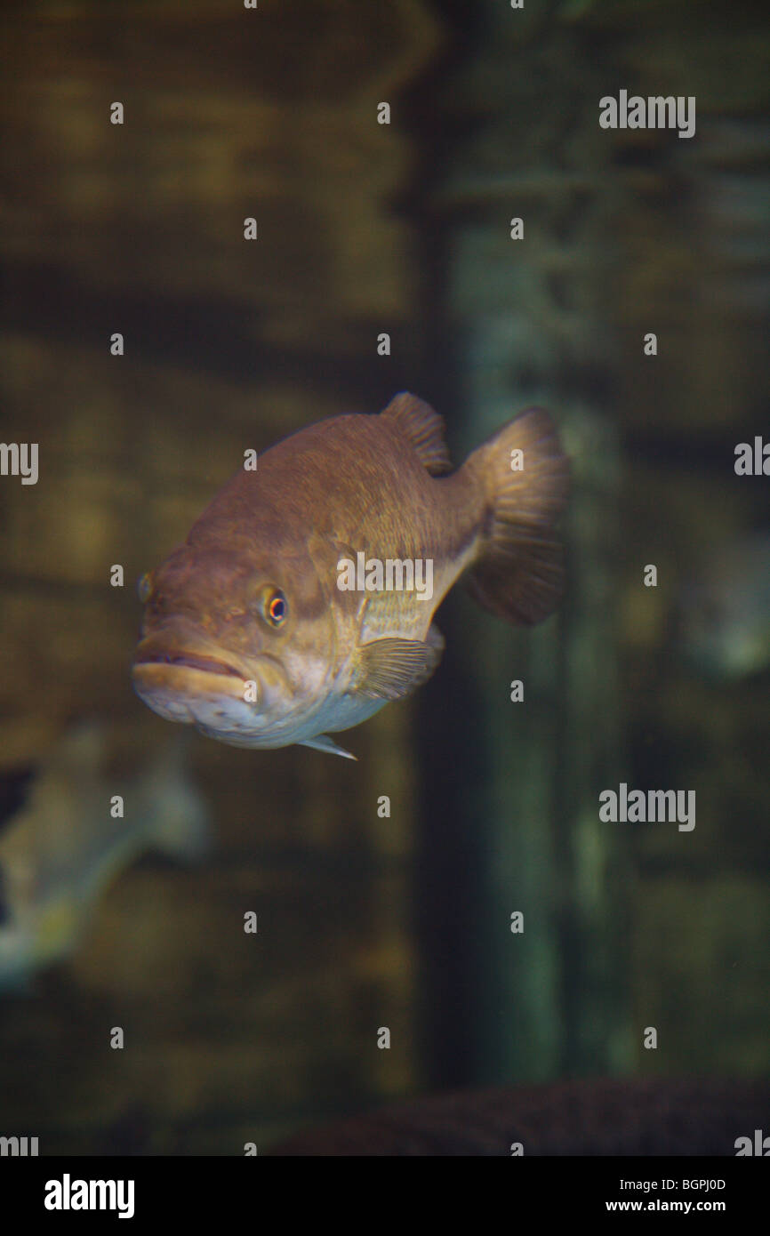 SPOTTED BASS SWIMMING IN NATURAL HABITAT Stock Photo - Alamy