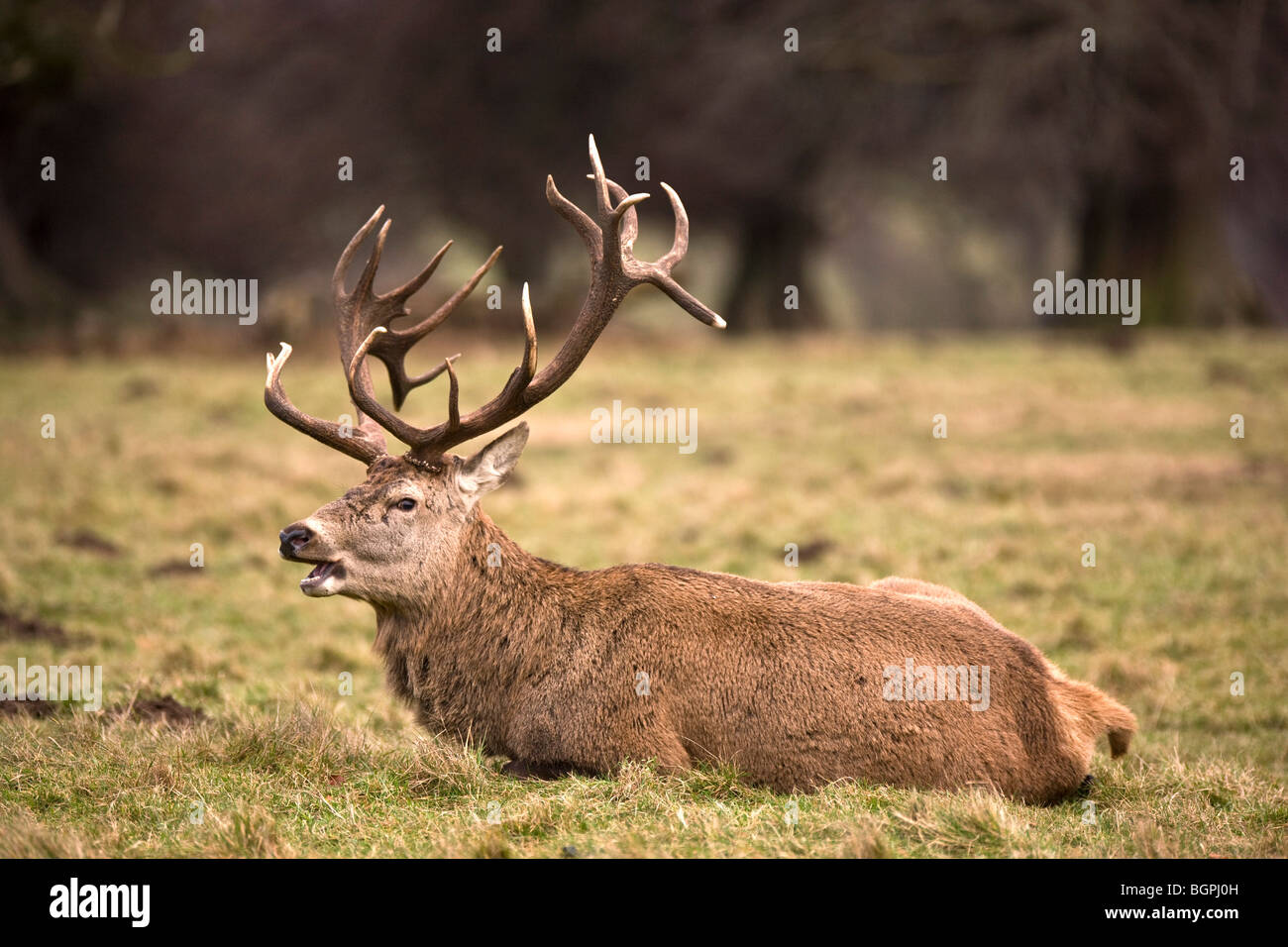 Male deer, Yorkshire, England Stock Photo - Alamy