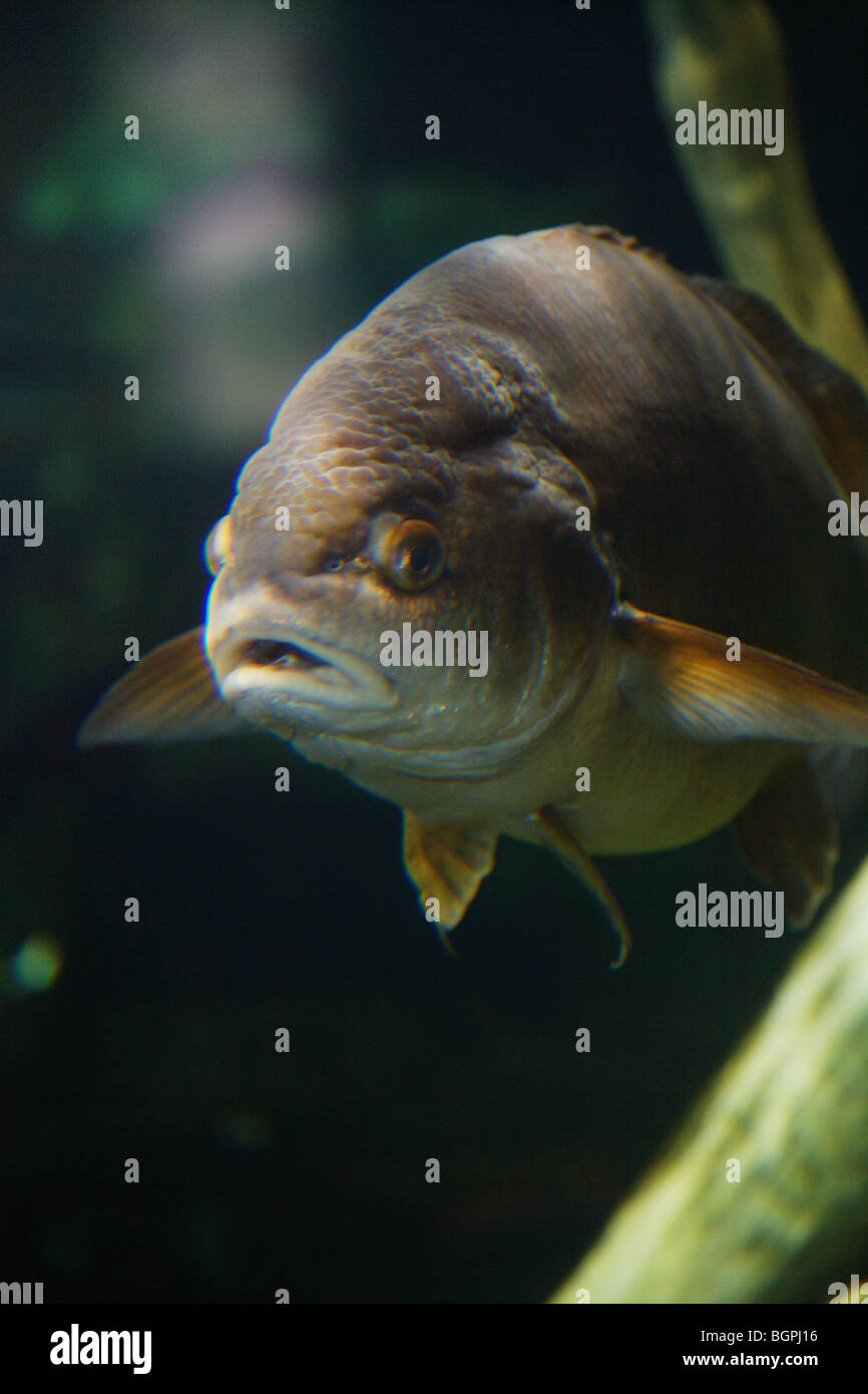 CLOSEUP FRONT VIEW COMMON CARP SWIMMING IN NATURAL HABITAT Stock Photo ...
