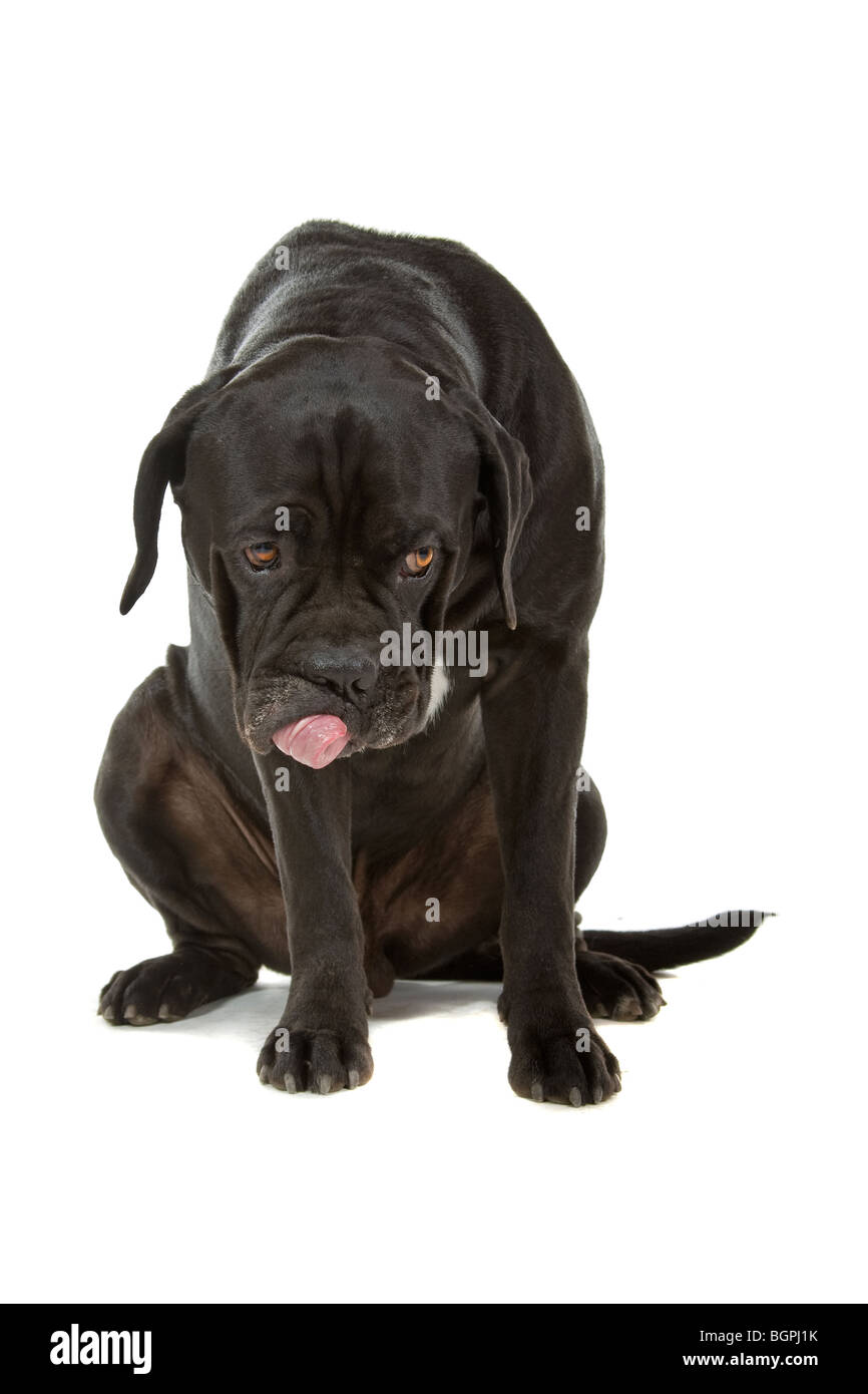 Closeup of black Cane Corso dog isolated on white background Stock ...