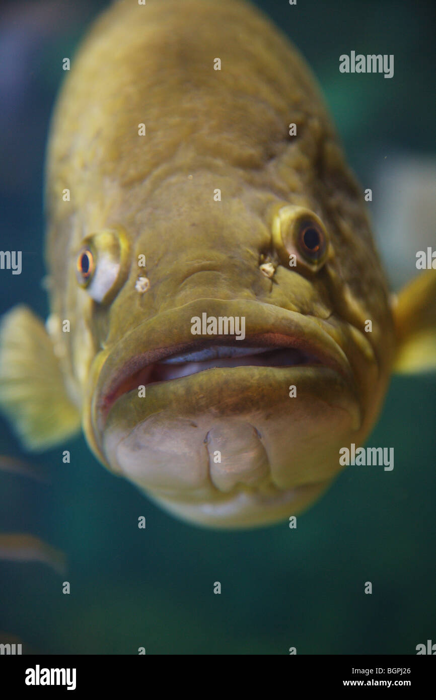 CLOSEUP HEAD ON VIEW OF LARGE MOUTH BASS SWIMMING IN NATURAL HABITAT ...