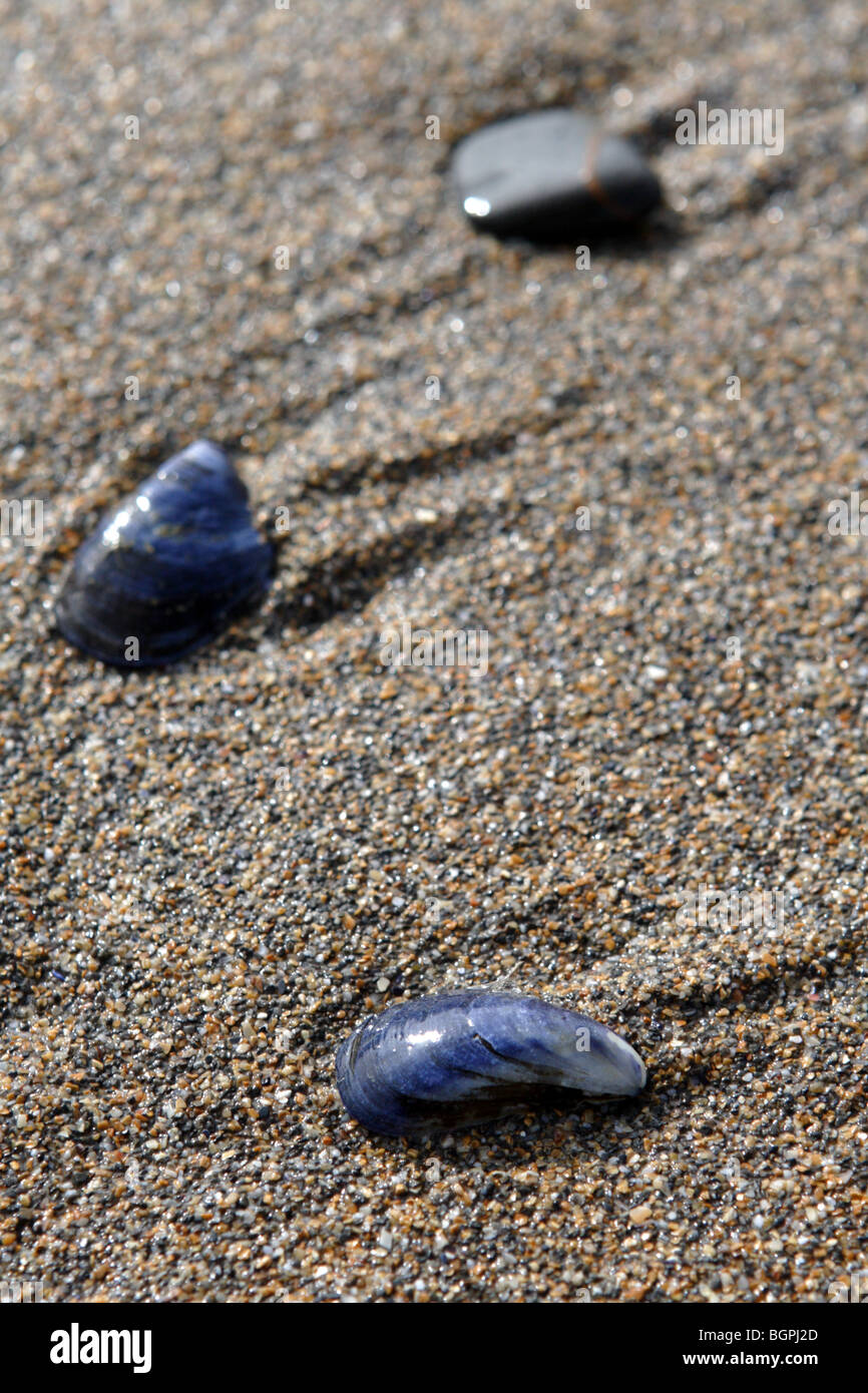 Mussel shells sit in the sand at widemouth bay bude cornwall Stock ...