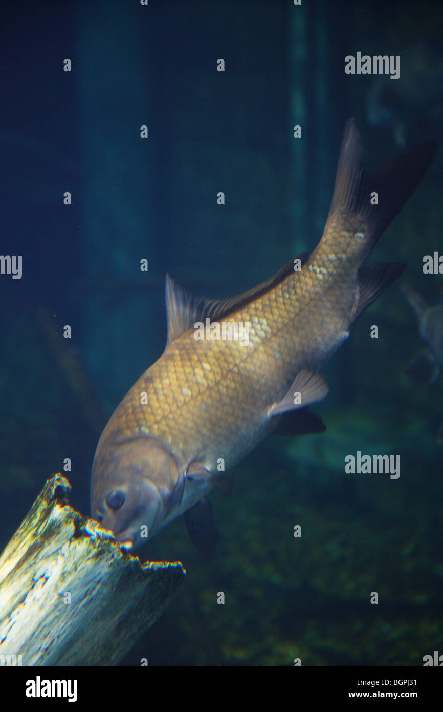 COMMON CARP FEEDING FROM FALLEN TREE NATURAL HABITAT BEHAVIOR Stock ...