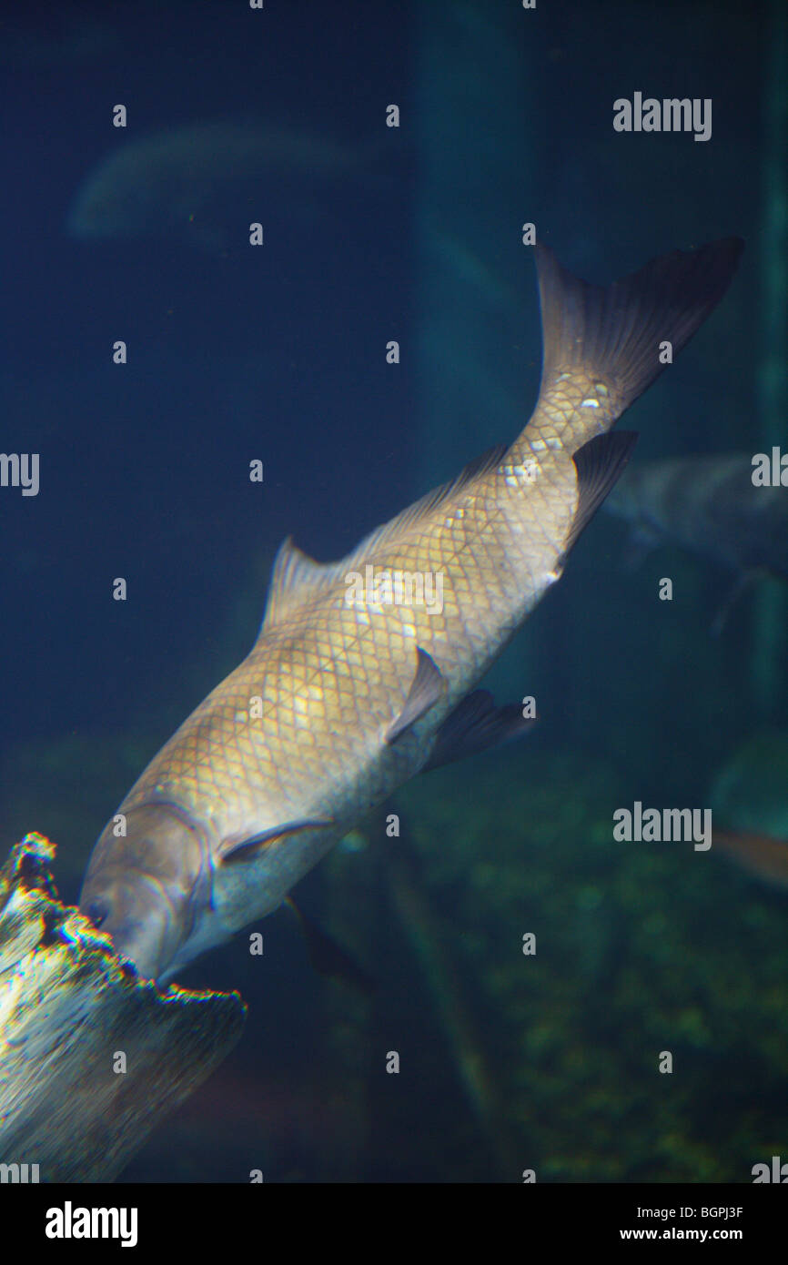 COMMON CARP FEEDING FROM FALLEN TREE NATURAL HABITAT BEHAVIOR Stock ...