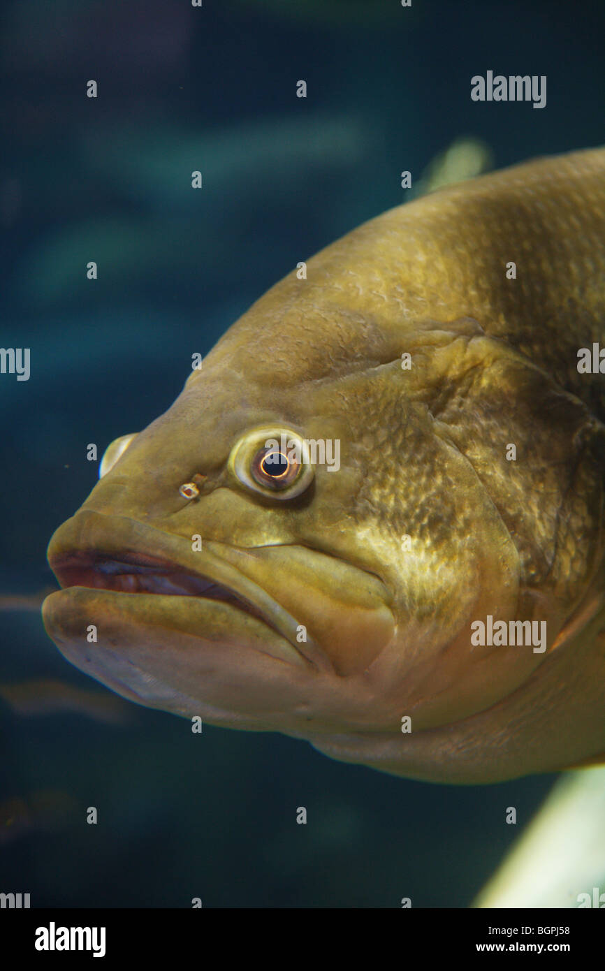 Bass fishing hi-res stock photography and images - Alamy