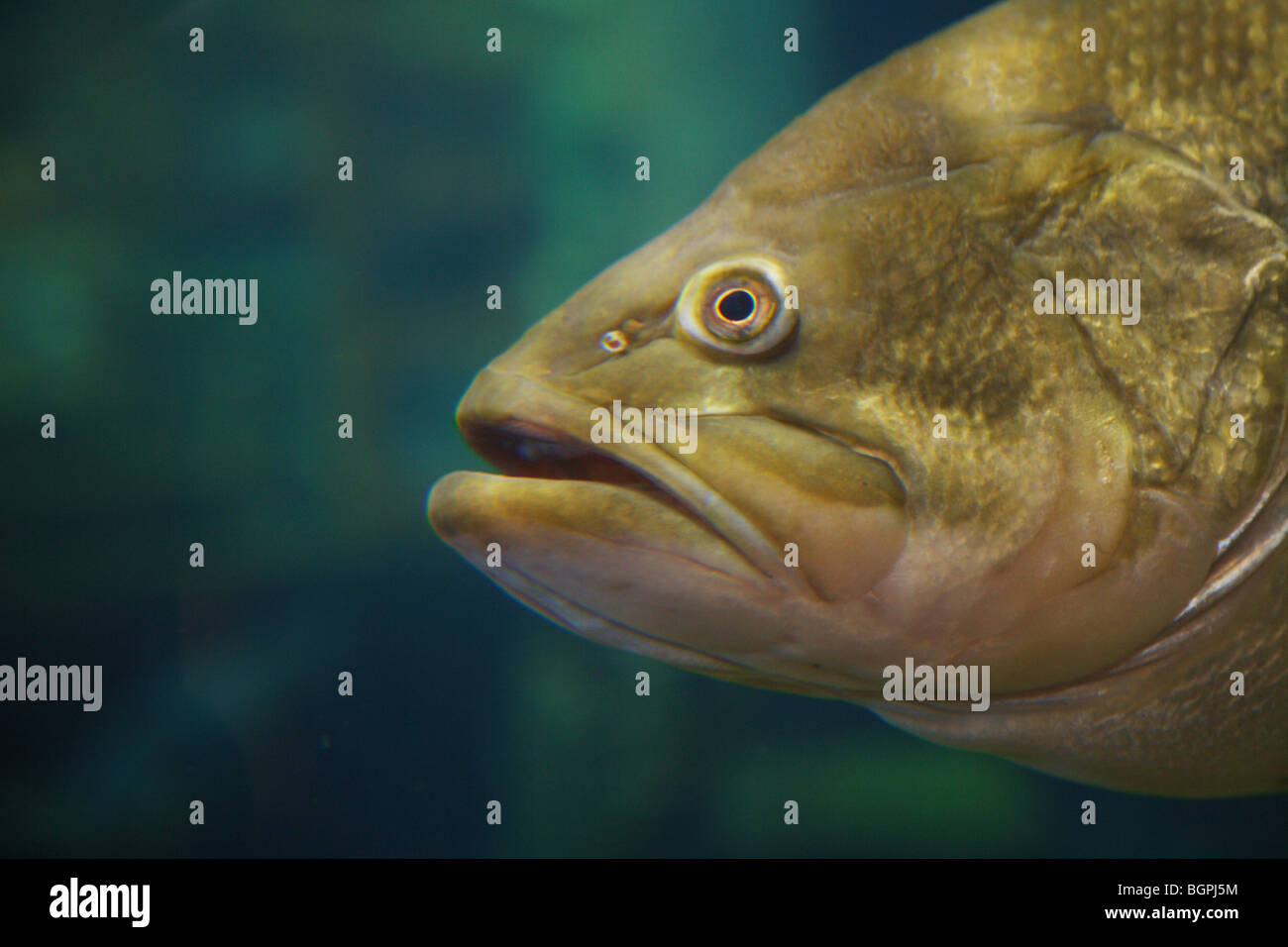 CLOSEUP HEAD ON VIEW OF LARGE MOUTH BASS SWIMMING IN NATURAL HABITAT ...