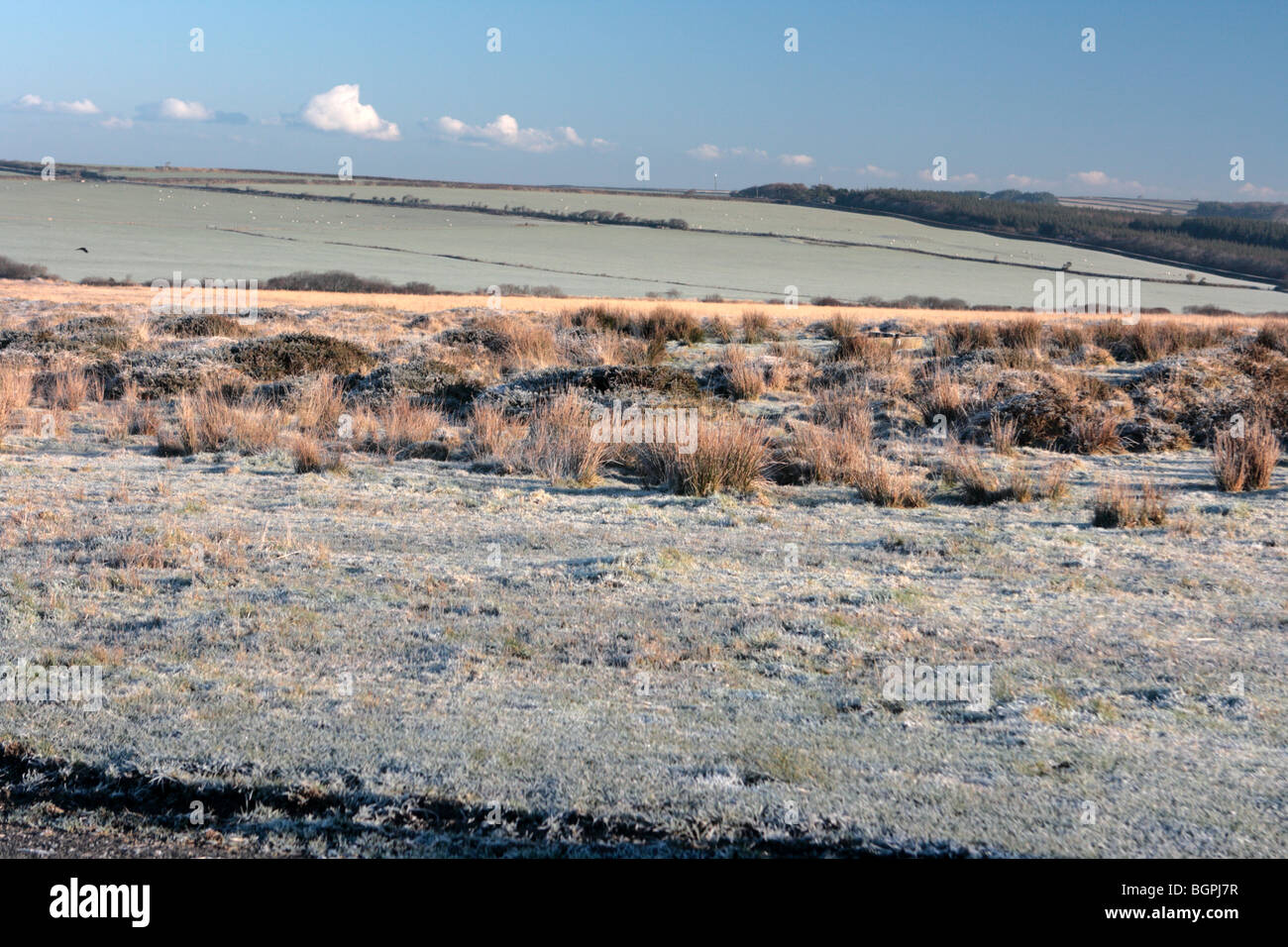 Frosty scrub hi-res stock photography and images - Alamy