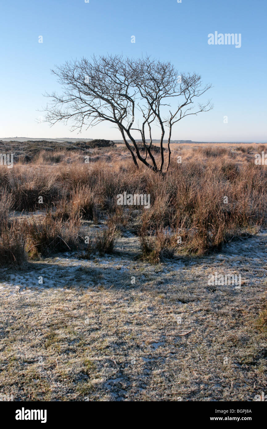 Blue moor grasses hi-res stock photography and images - Alamy