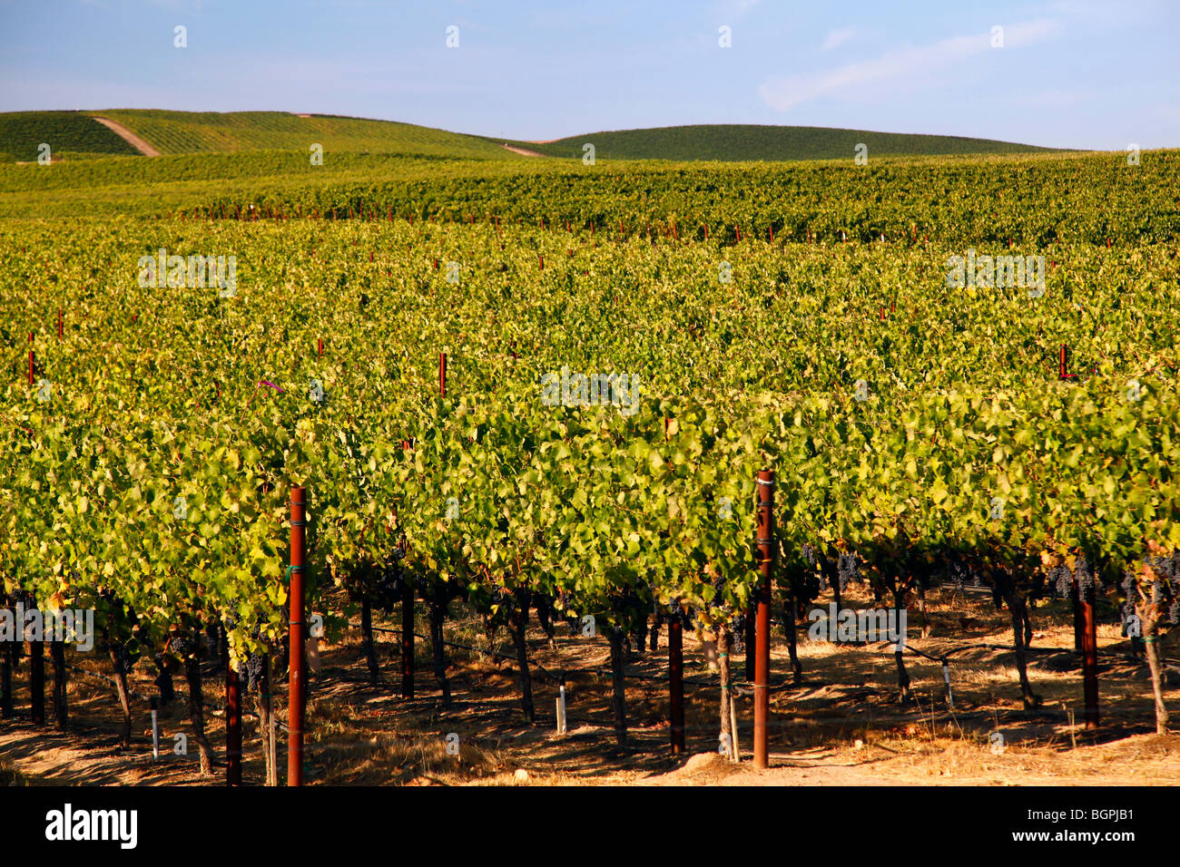The Grape Crush California High Resolution Stock Photography and Images ...