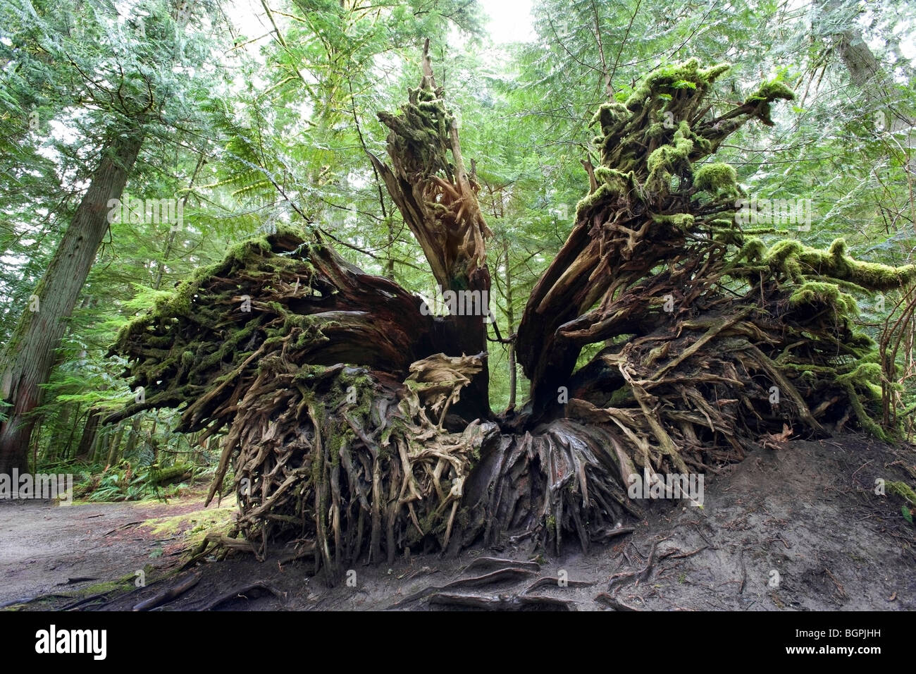 Upturned tree roots hi-res stock photography and images - Alamy