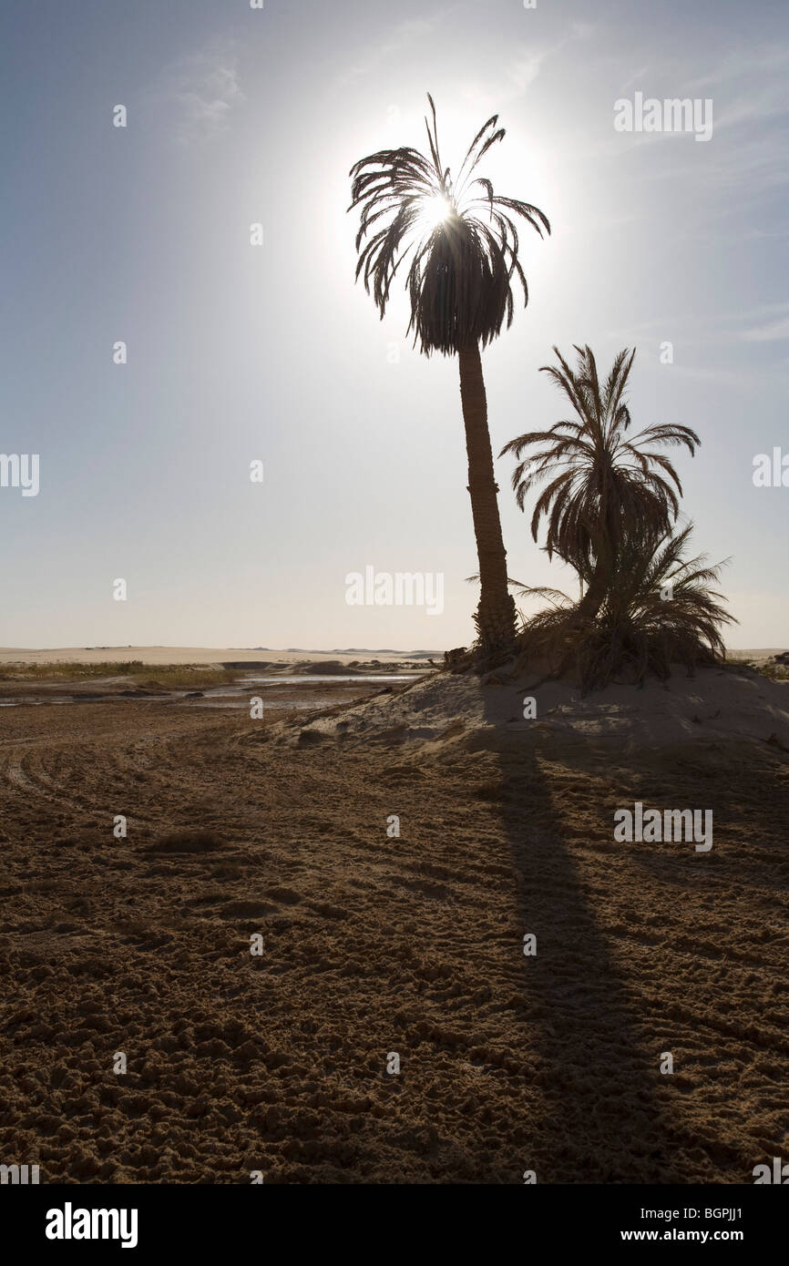 Dying palm trees hi-res stock photography and images - Alamy