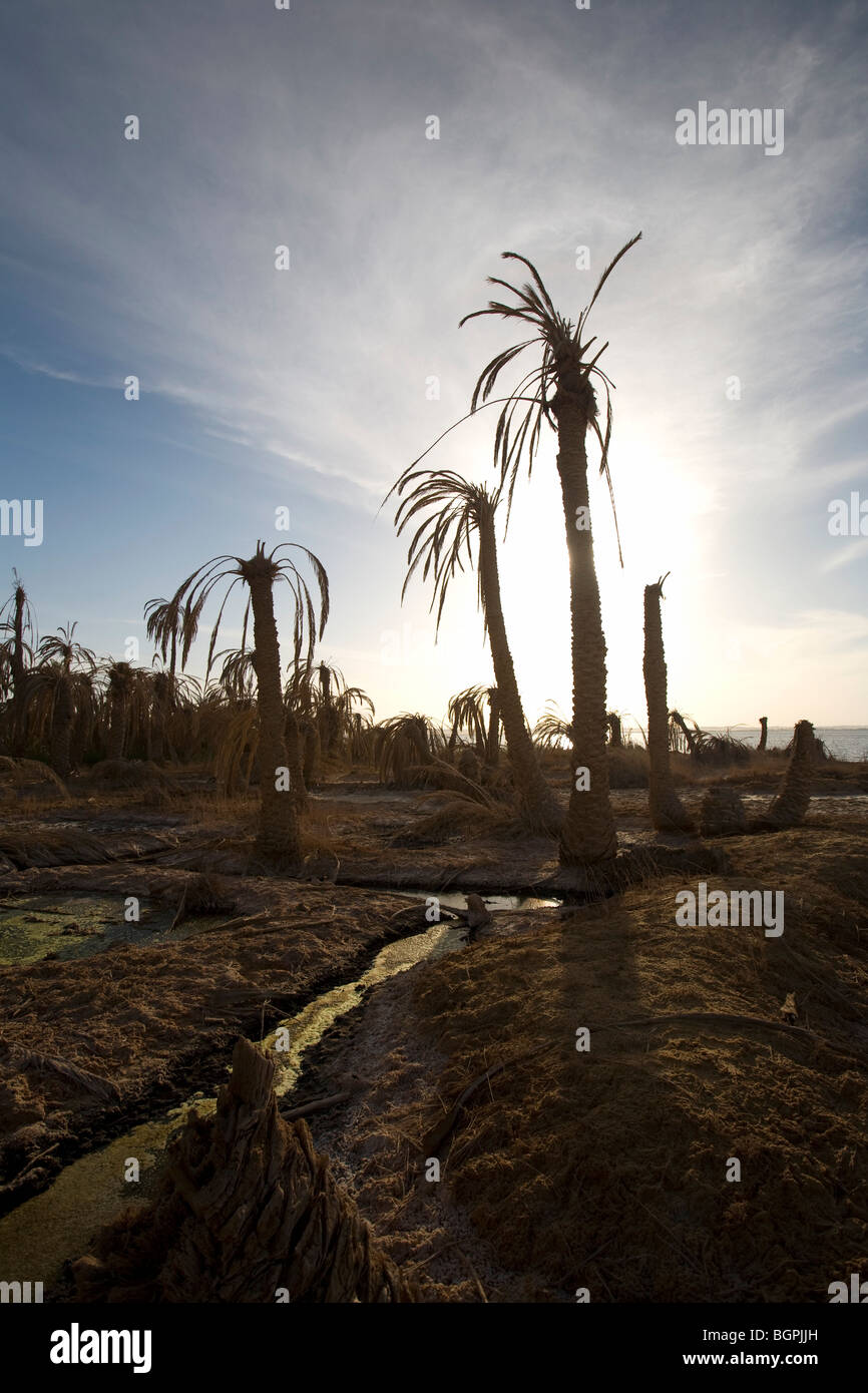 Dying palm trees in the desert sands near the Great Sand Sea and the ...