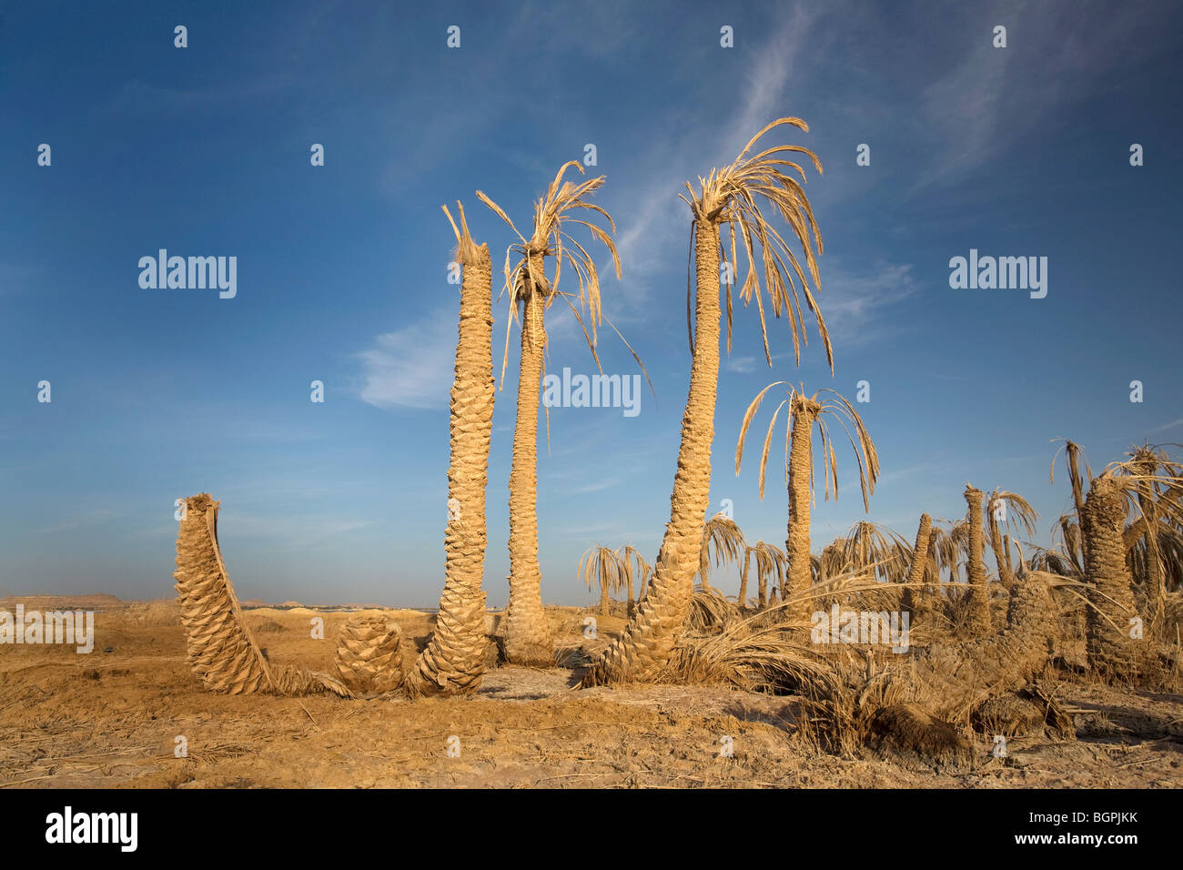 Dying palm trees in the desert sands near the Great Sand Sea and the ...
