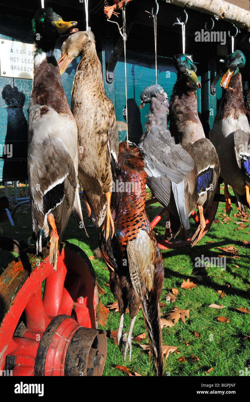 Cart with hunting game - mallard, wood pigeon, pheasant - during the ...