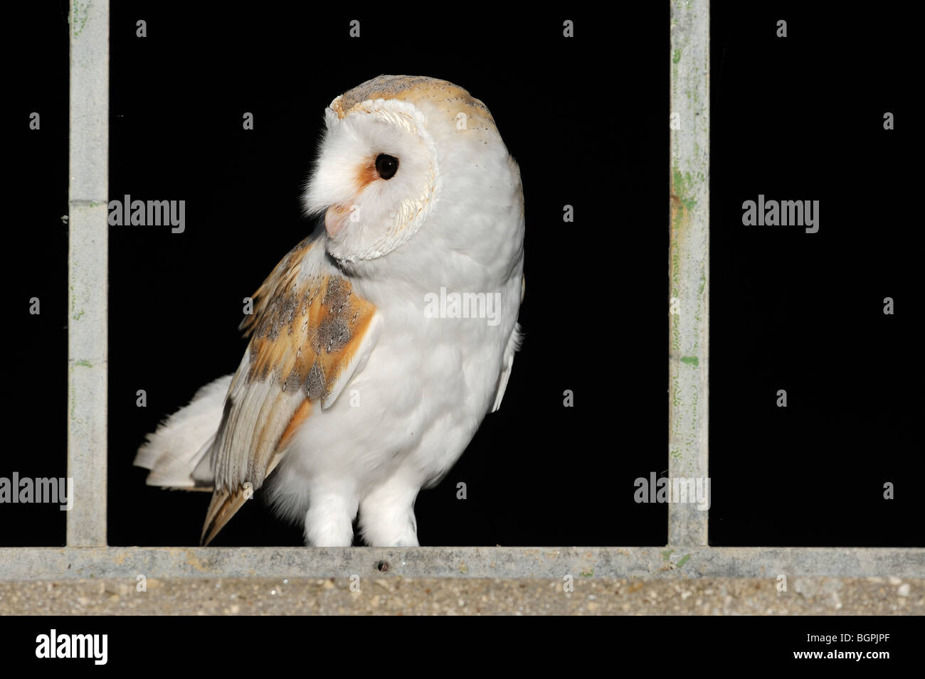 Barn owl (Tyto alba) looking through window of farm house, England, UK ...