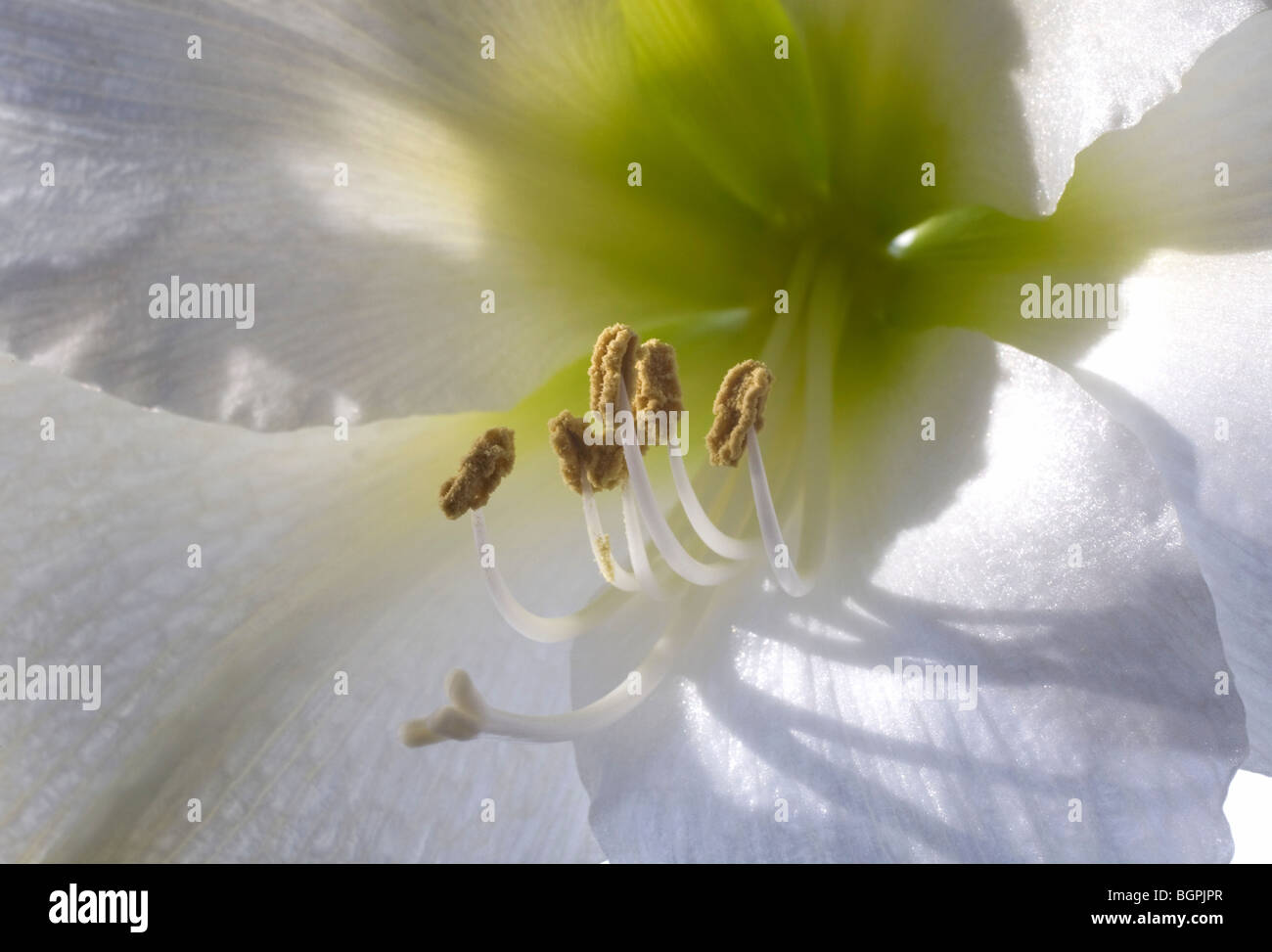 Detailed stamen hi-res stock photography and images - Alamy