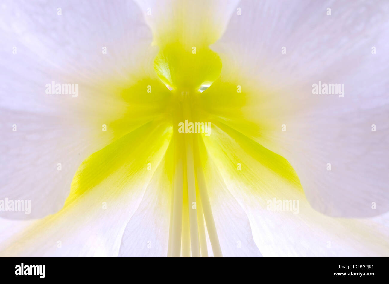 Full bloom center hi-res stock photography and images - Alamy