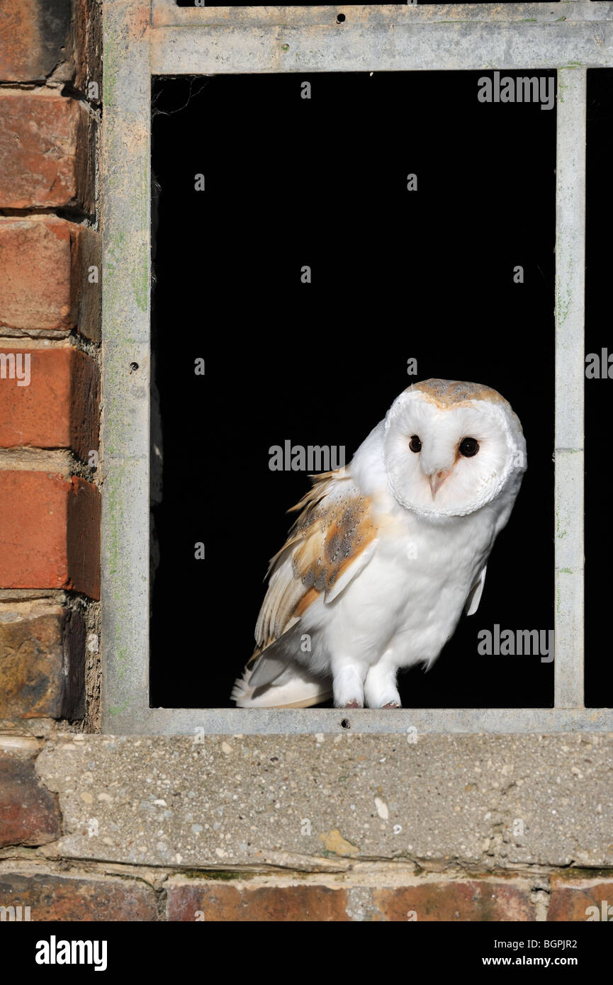 Barn owl (Tyto alba) looking through window of farm house, England, UK ...