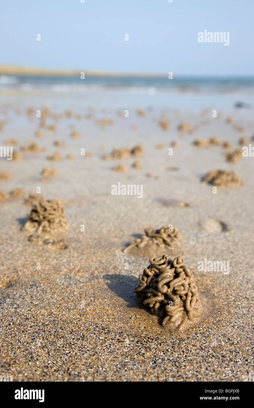 Lugworm casts on beach, Northumberland, England Stock Photo - Alamy