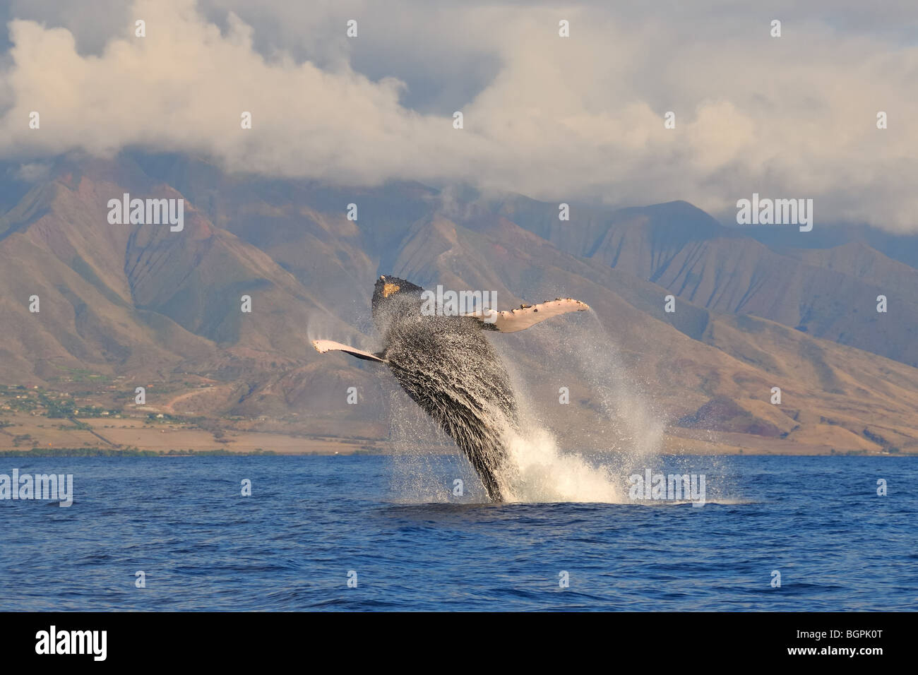 Humpback whale breaching in front of West Maui mountains Stock Photo ...