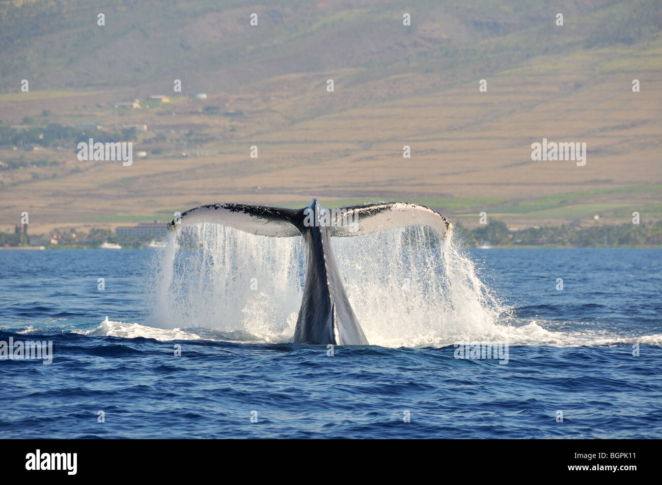 Humpback whale tail slapping Stock Photo - Alamy